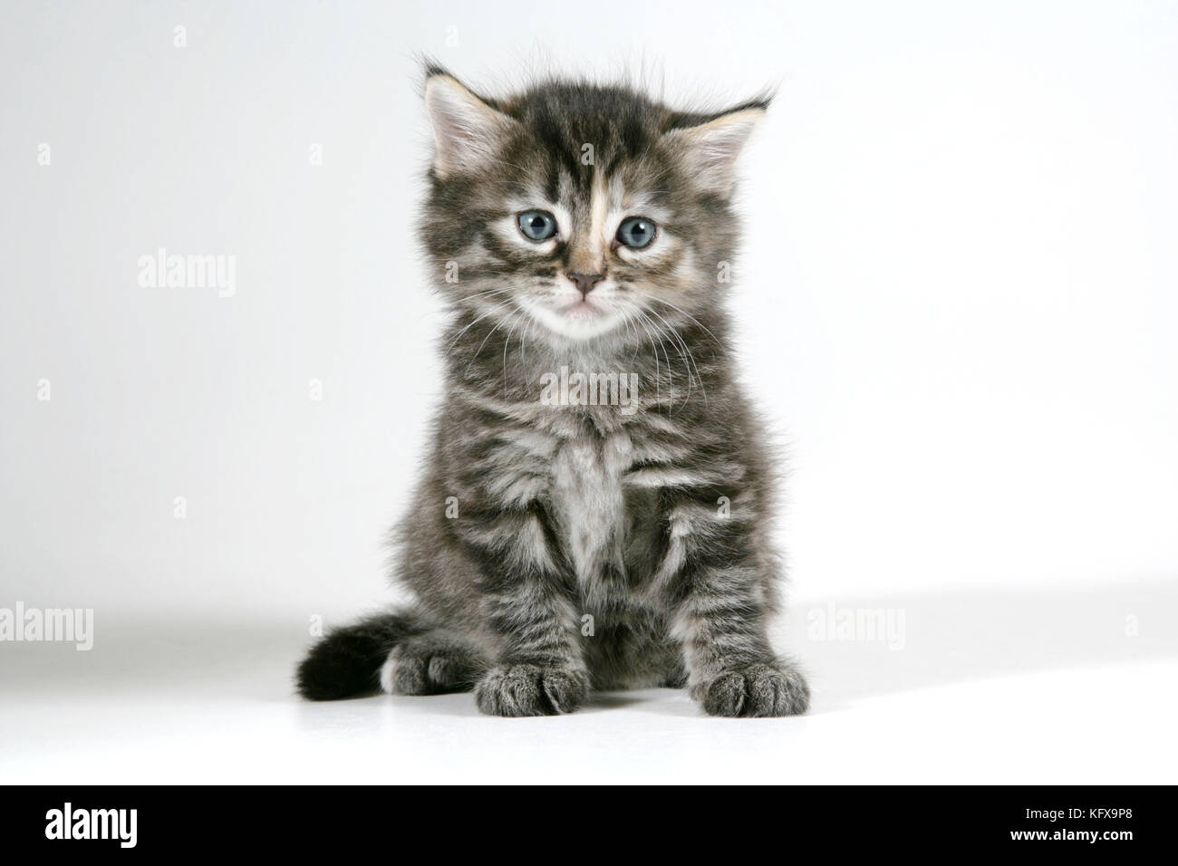 Cat - Tabby kitten sitting down Stock Photo - Alamy