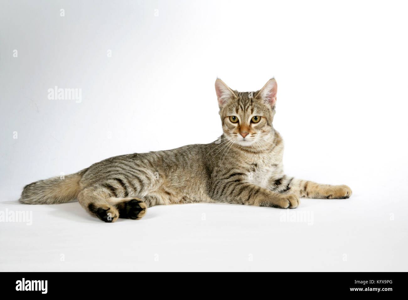 Pixie Bob Size Comparison