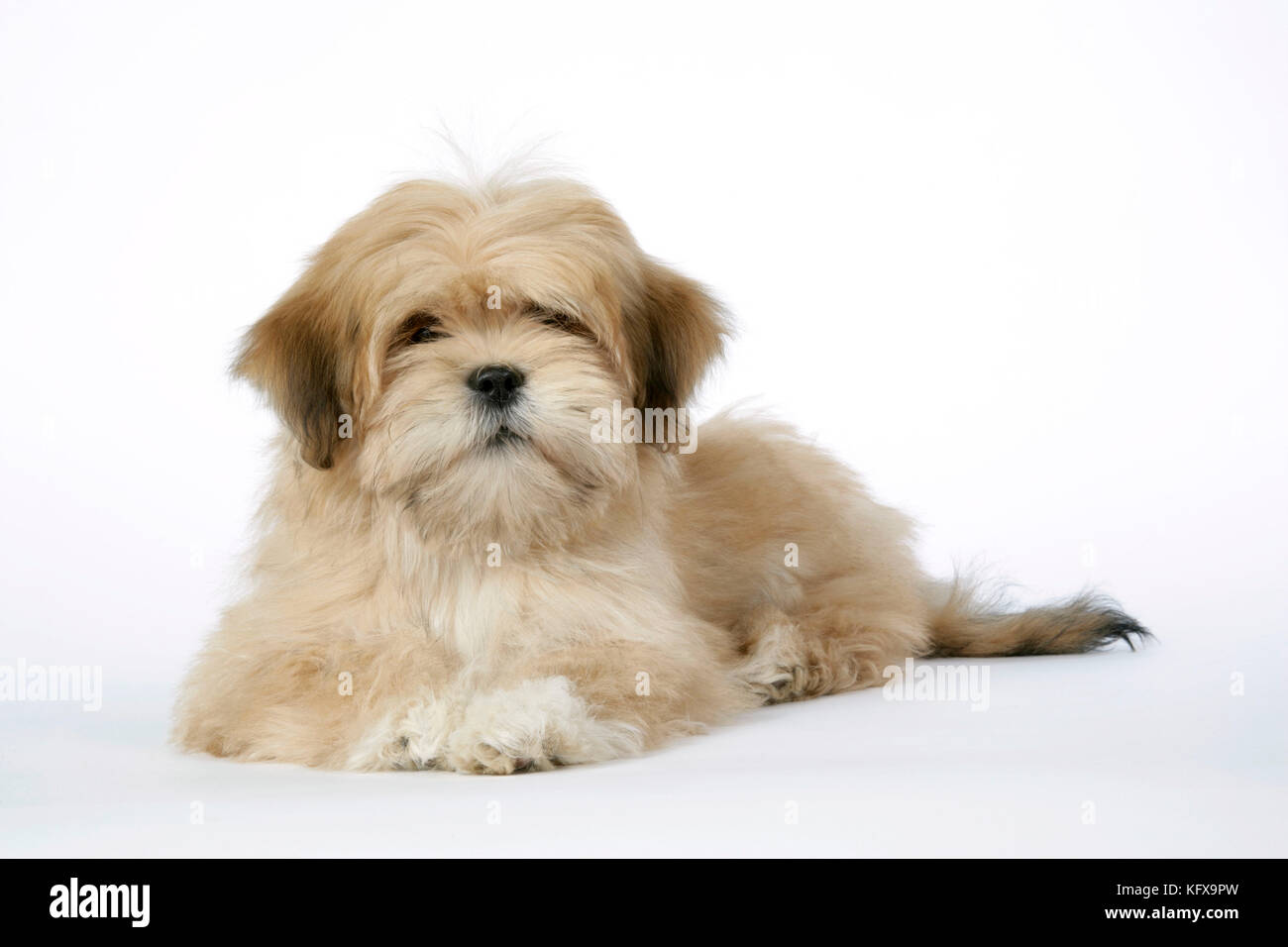 Lhasa apso puppy hi-res stock photography and images - Alamy