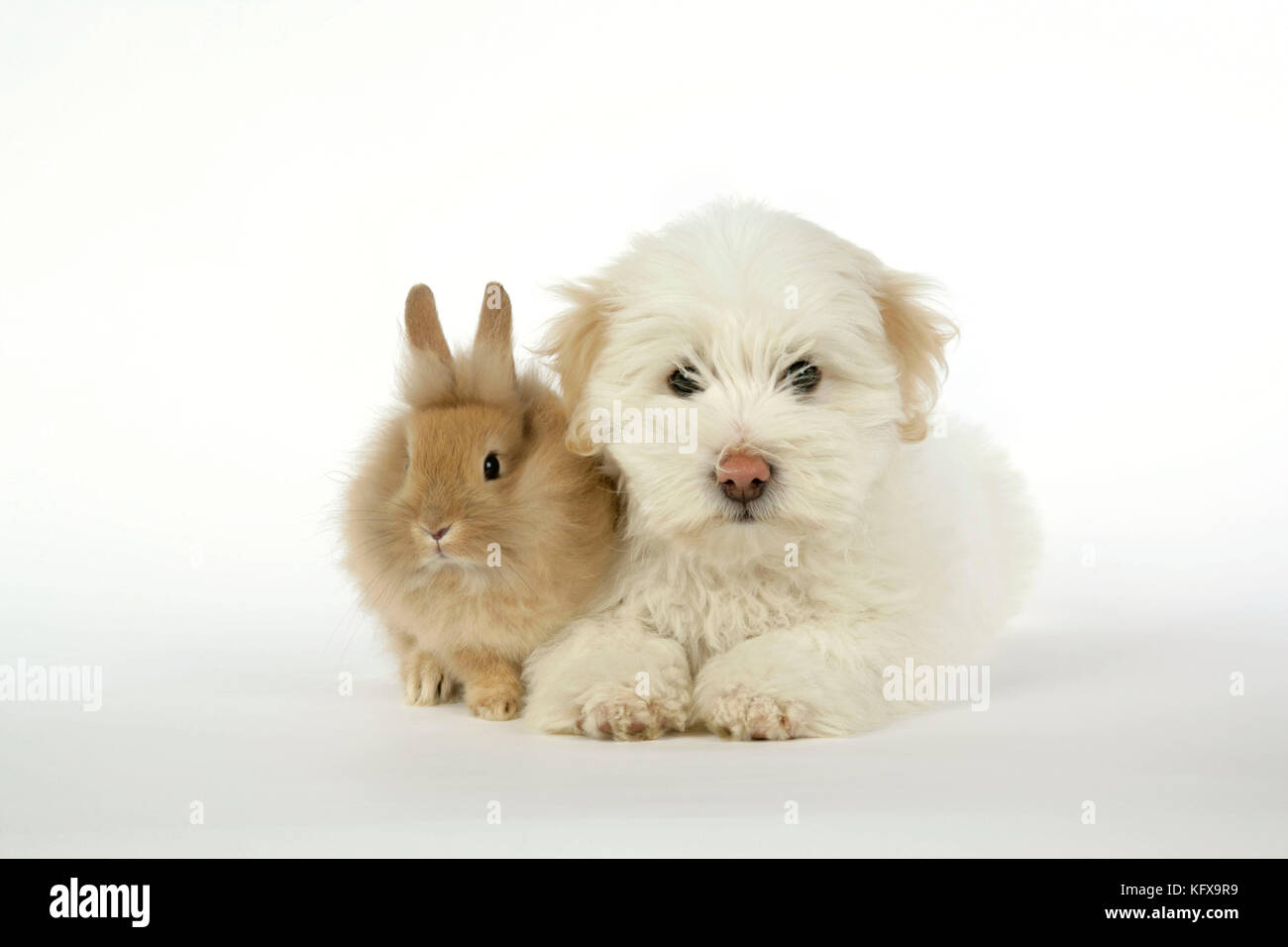 Lion head rabbit hi-res stock photography and images - Alamy