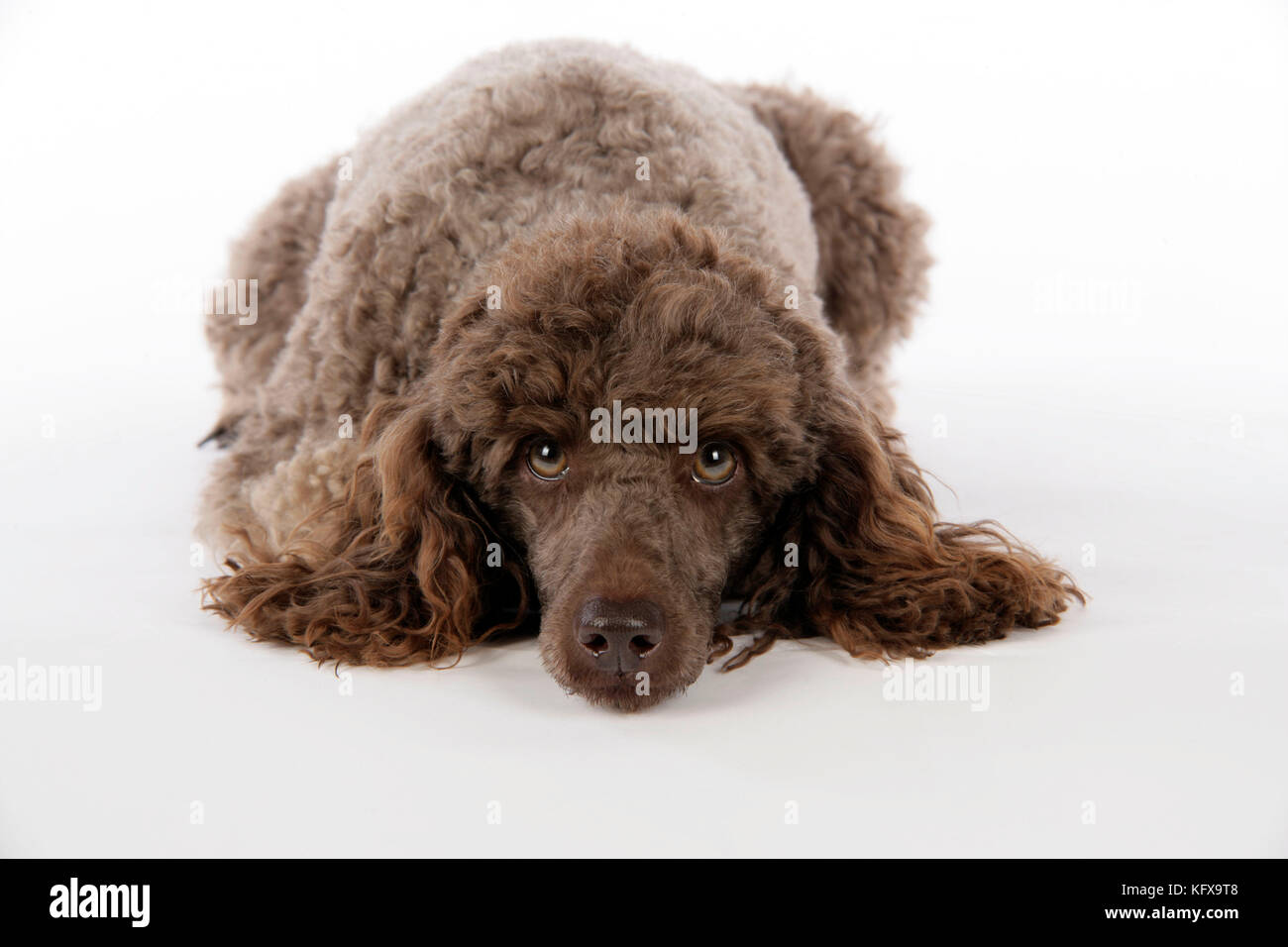 DOG. Brown miniature poodle lying down Stock Photo - Alamy