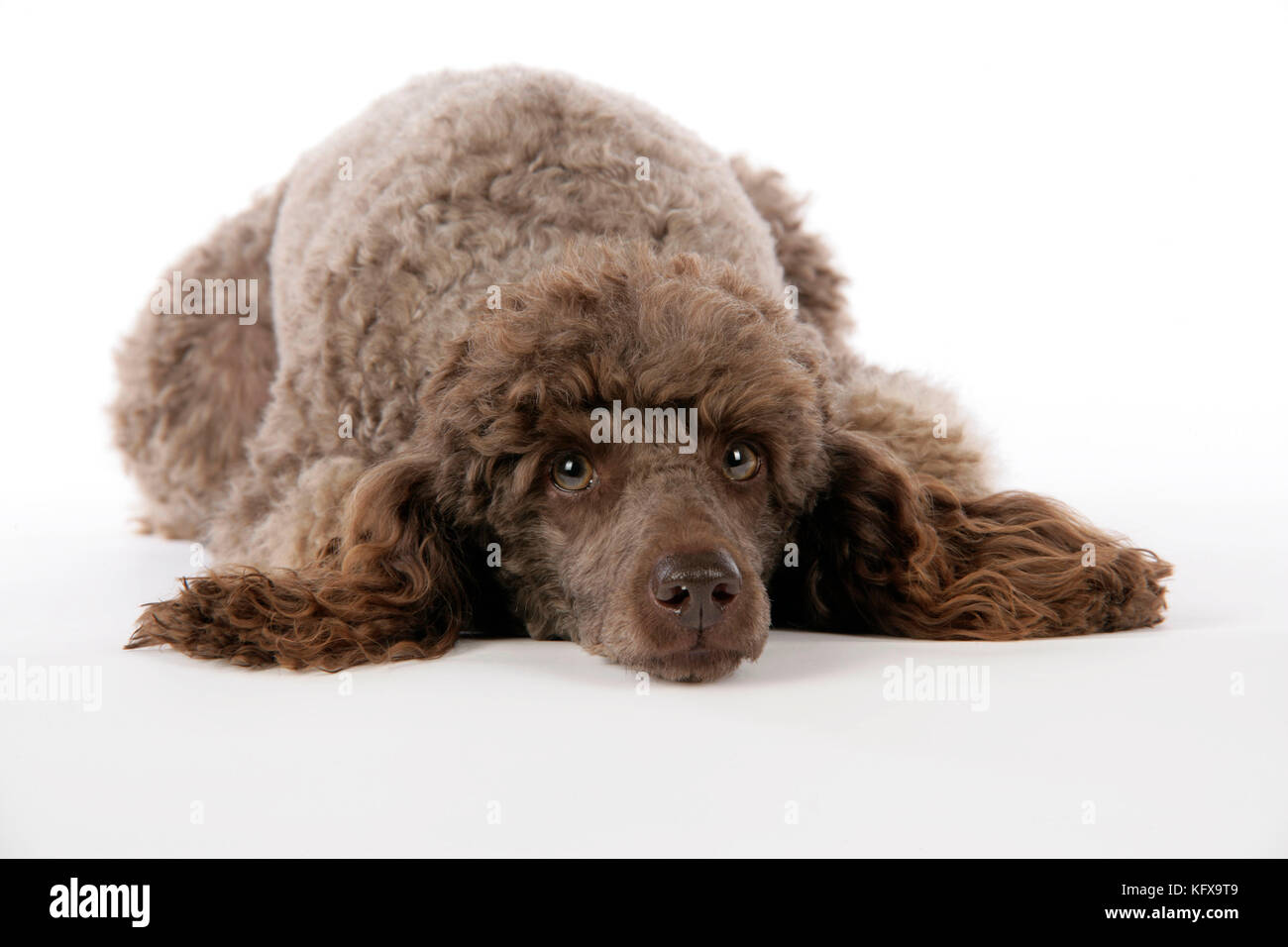 DOG. Brown miniature poodle lying down Stock Photo - Alamy