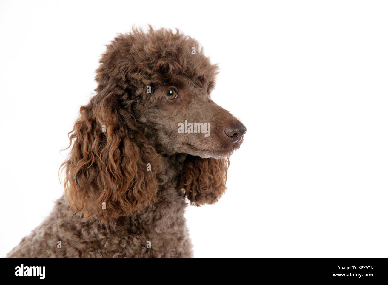 Brown poodle hi-res stock photography and images - Alamy