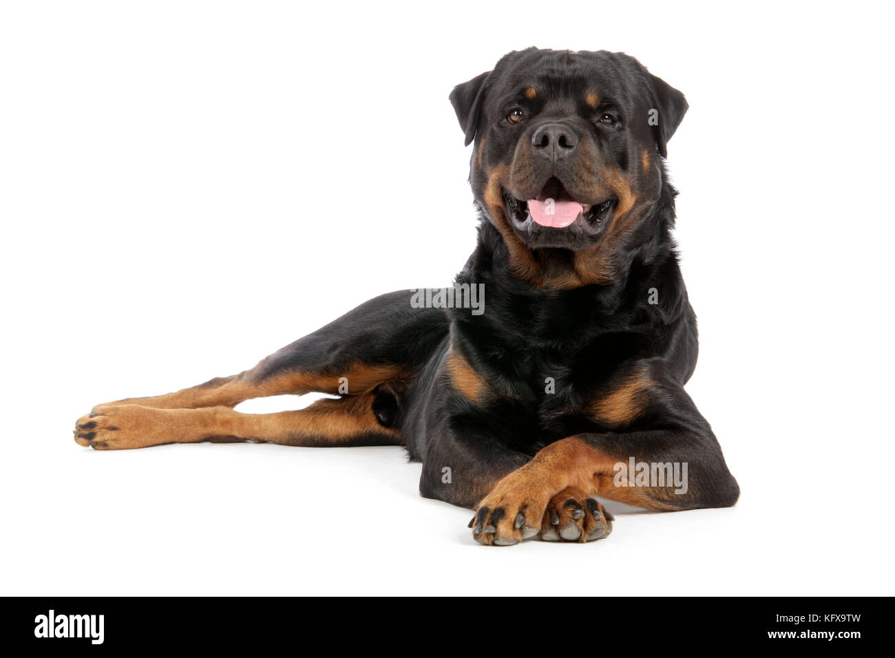 DOG. Rottweiler lying down Stock Photo - Alamy