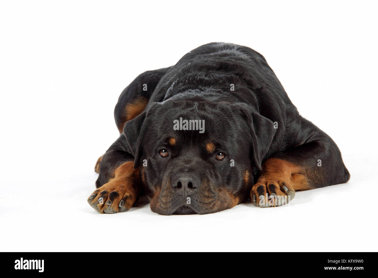 Rottweiler lying down hi-res stock photography and images - Alamy