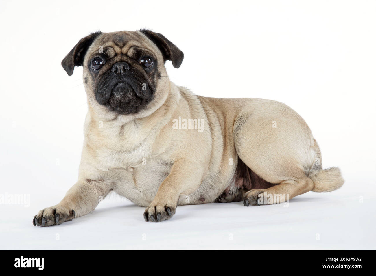 DOG. Pug lying down Stock Photo - Alamy