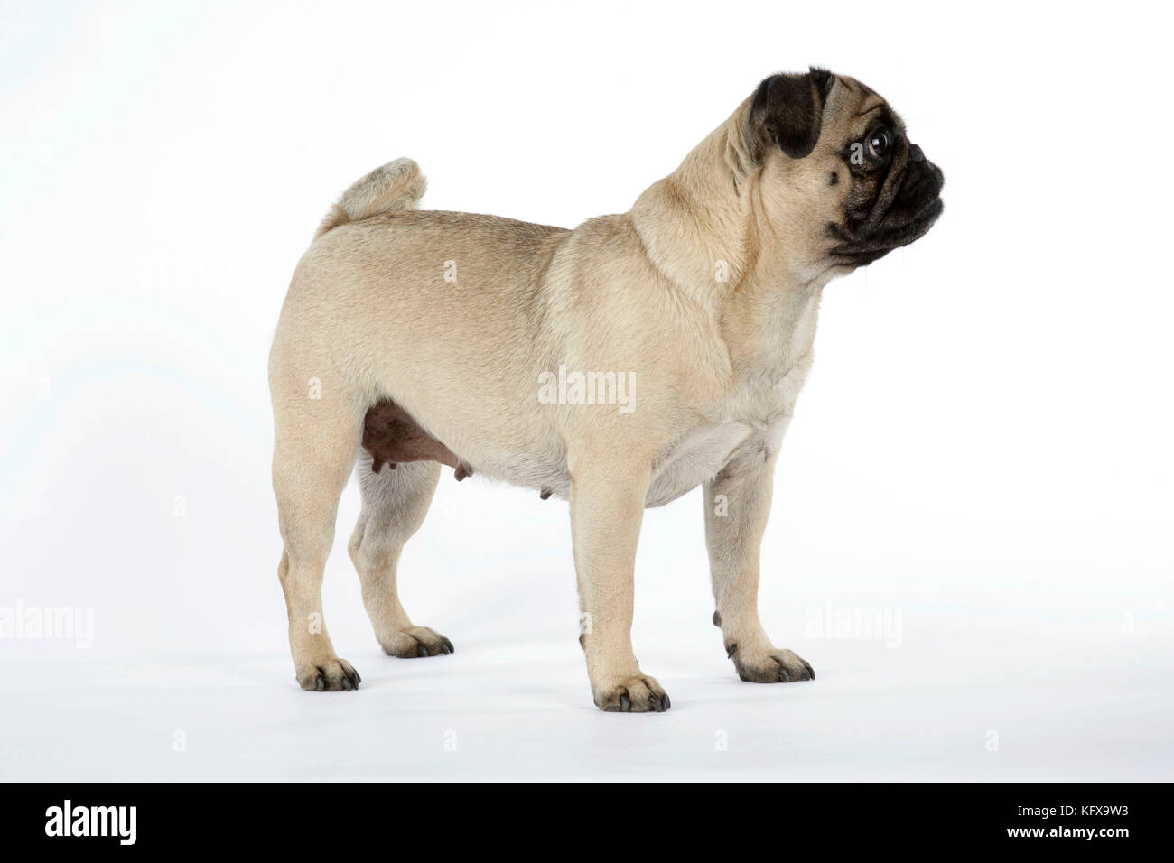 White pug dog hi-res stock photography and images - Alamy