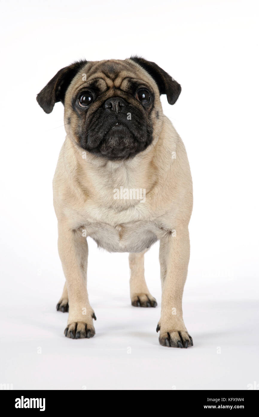 The dog pug hi-res stock photography and images - Alamy