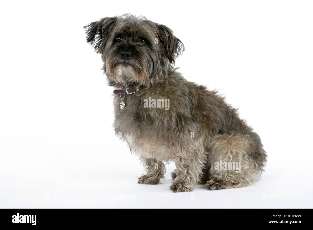 Cairn Terrier Collar High Resolution Stock Photography and Images - Alamy