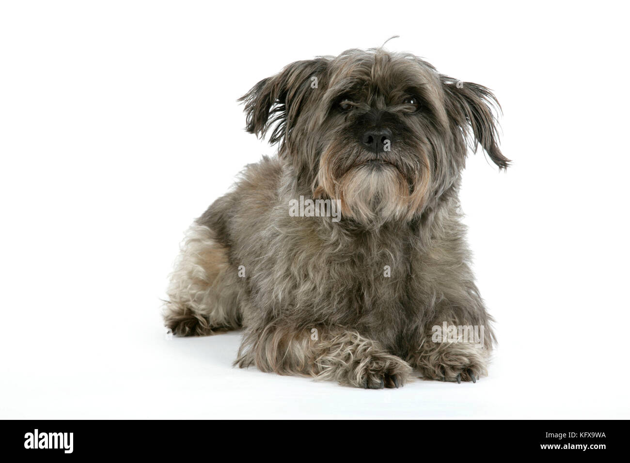 Pug terrier hi-res stock photography and images - Alamy