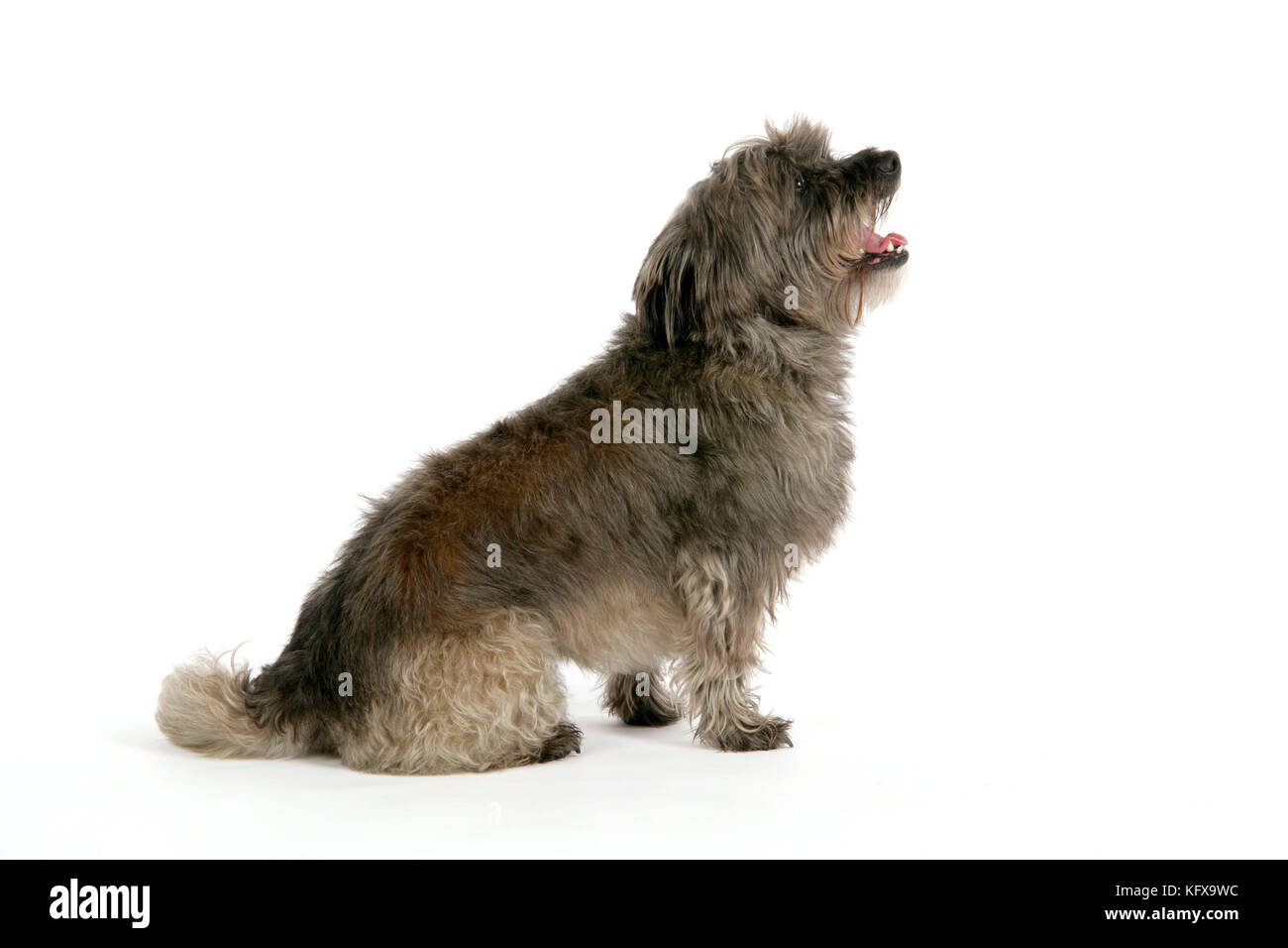 Terrier cross breed Cut Out Stock Images & Pictures - Alamy