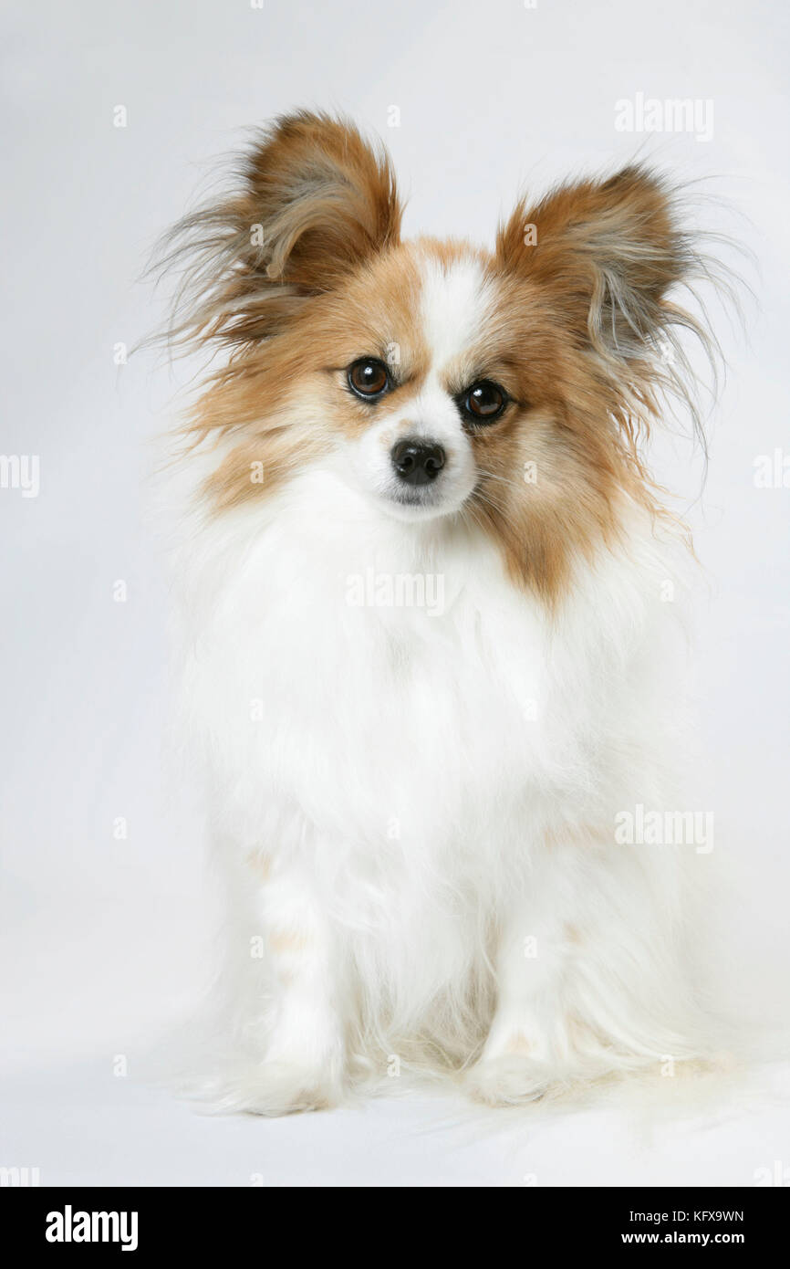Papillon hi-res stock photography and images - Alamy