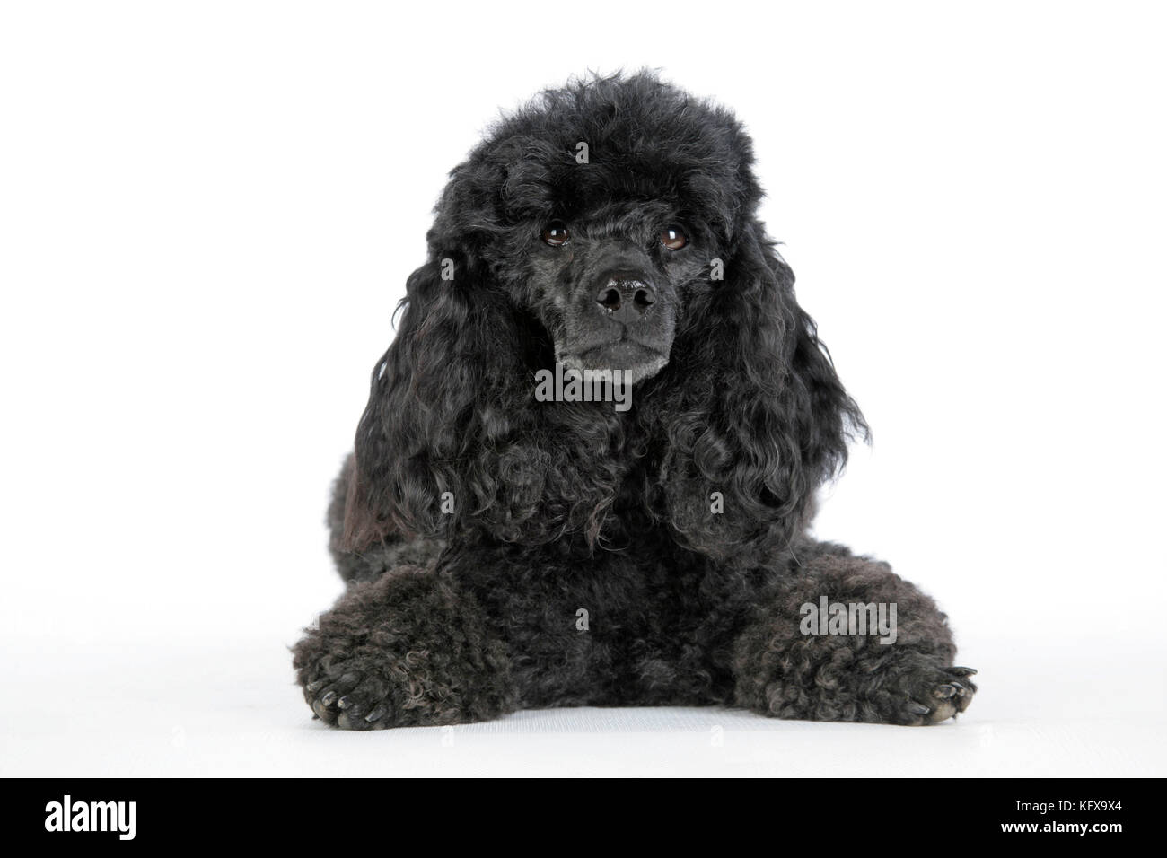 Dog. Black poodle lying down Stock Photo - Alamy