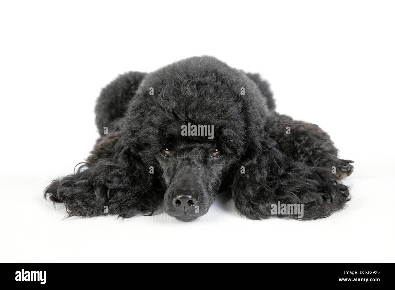 Dog. Black poodle lying down Stock Photo - Alamy