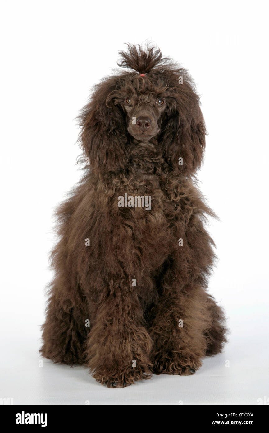 Dog. Brown poodle sitting down Stock Photo - Alamy