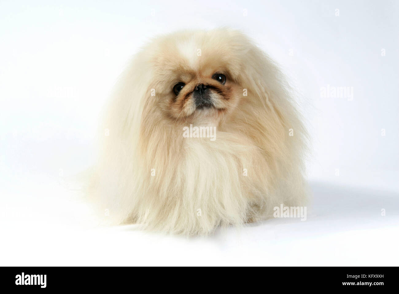 DOG - Pekingese Stock Photo - Alamy