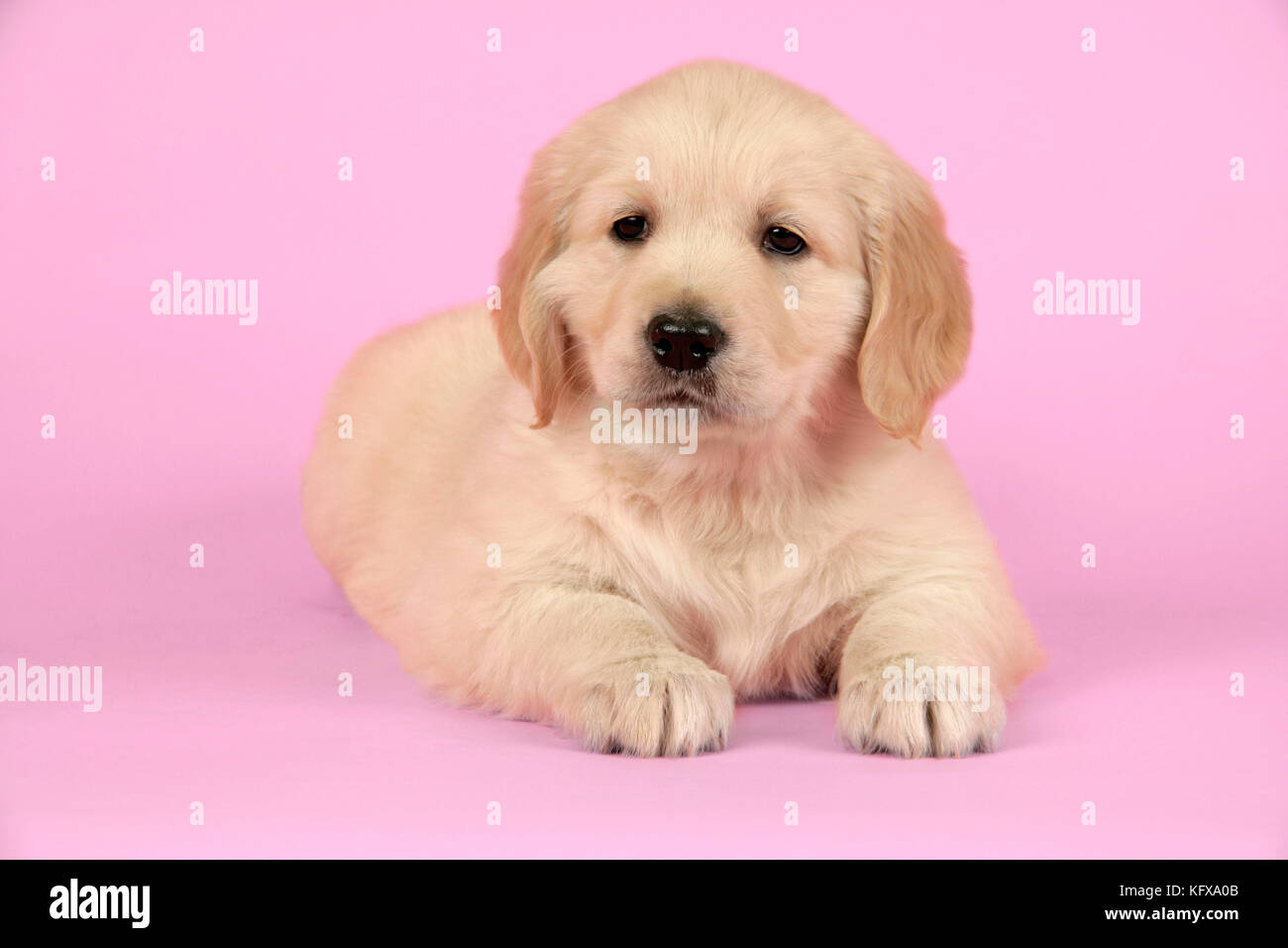 Forever Puppy Golden Retriever