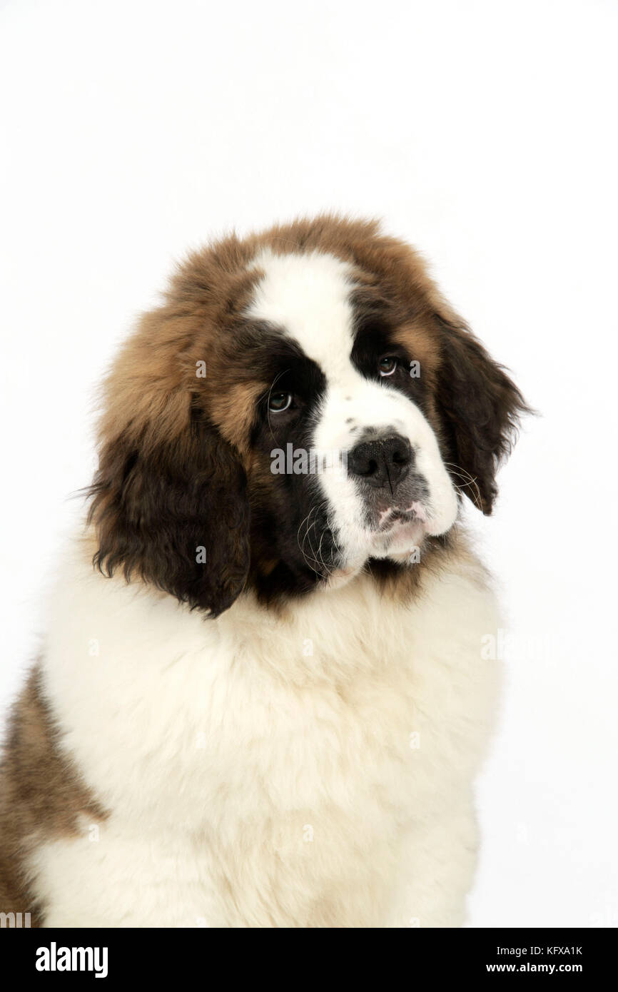 St bernard dog hi-res stock photography and images - Alamy