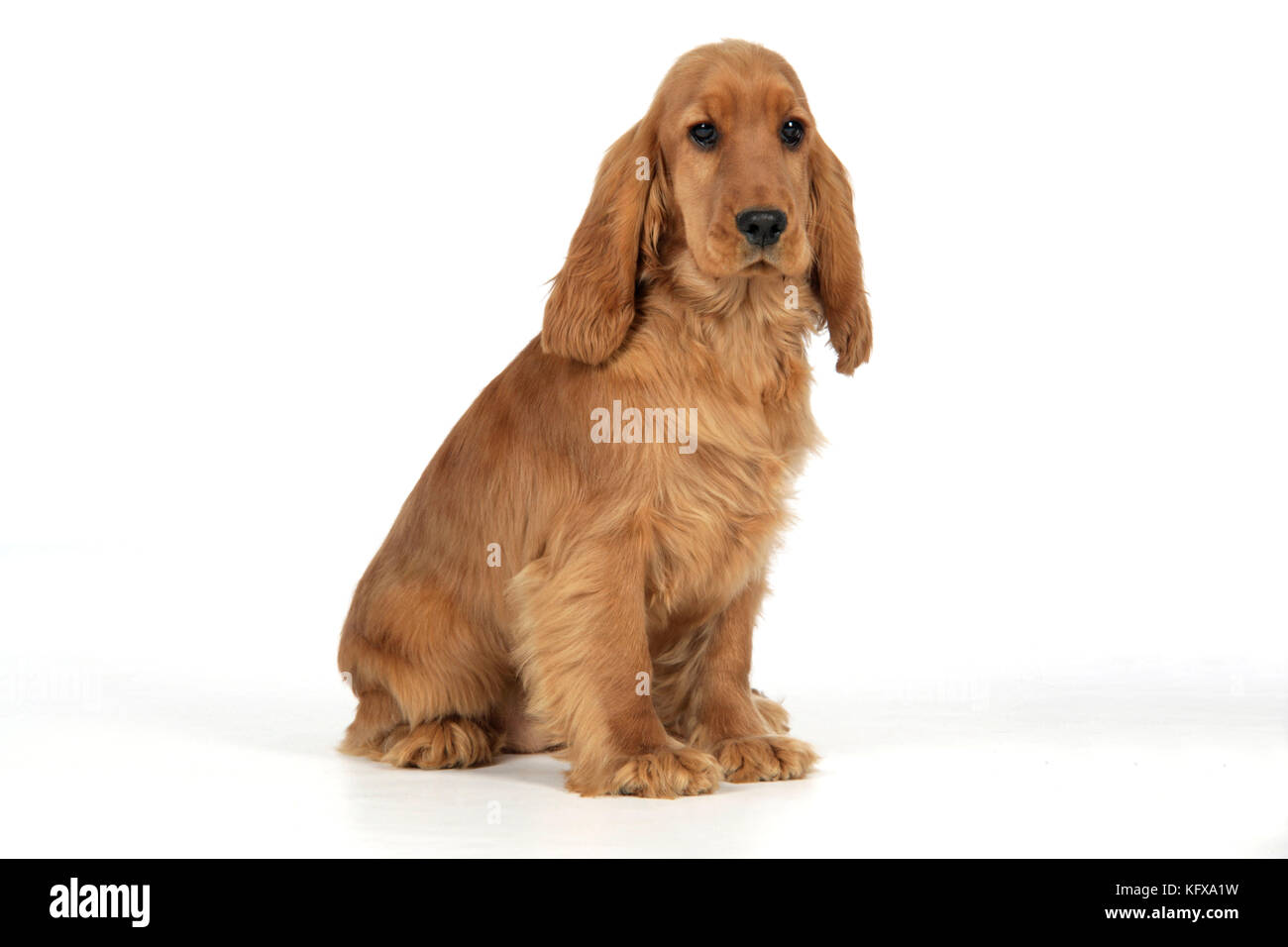 Cocker spaniel dog hi-res stock photography and images - Alamy