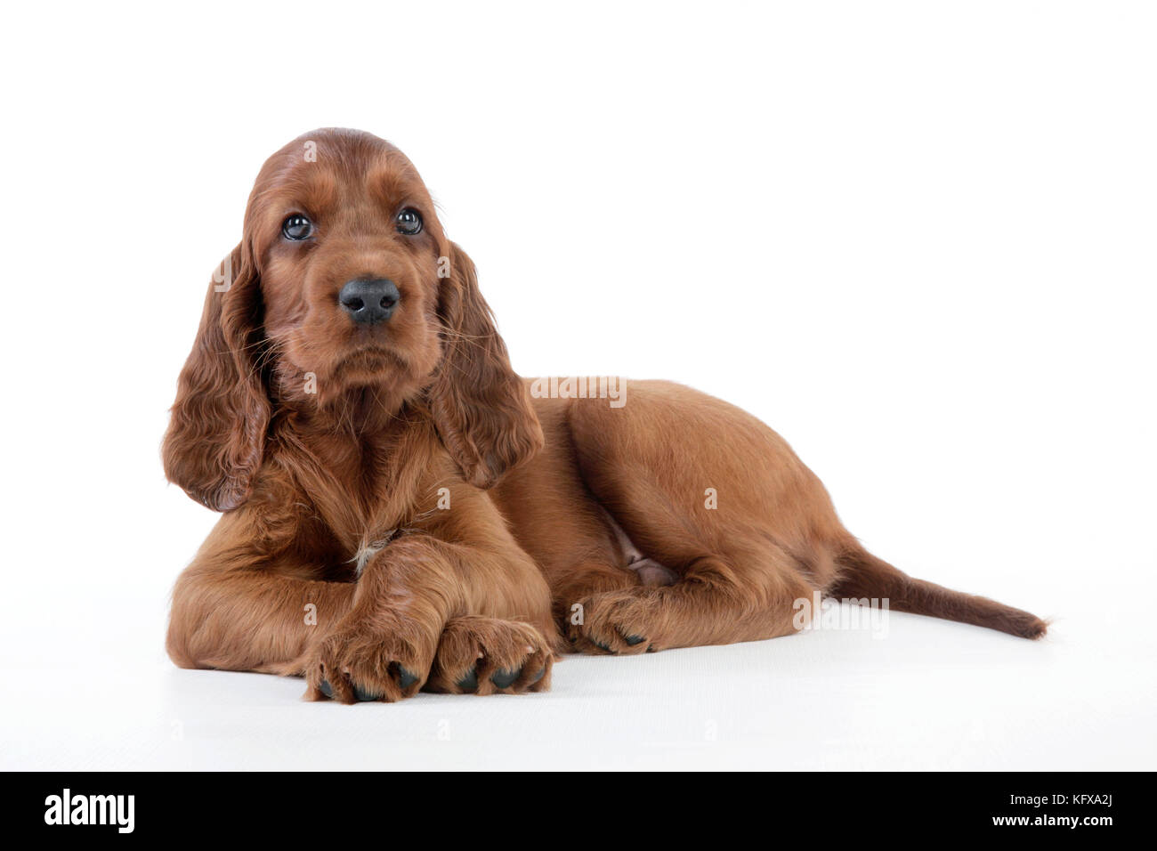 Dog - Irish Setter - Puppy lying down Stock Photo - Alamy