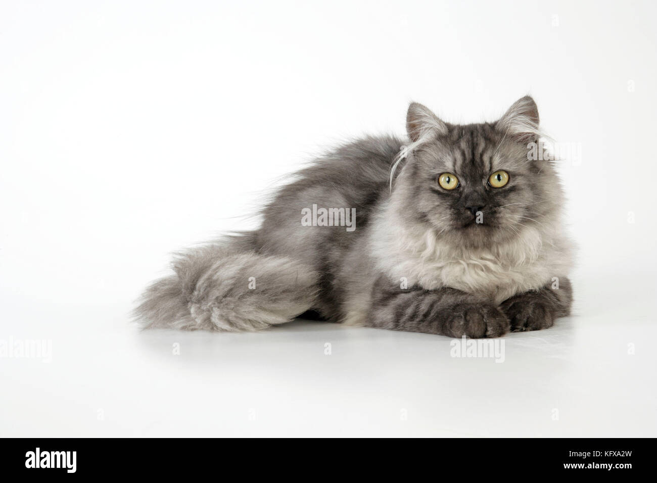 Chincilla X Persian - dark silver smoke Cat Stock Photo - Alamy