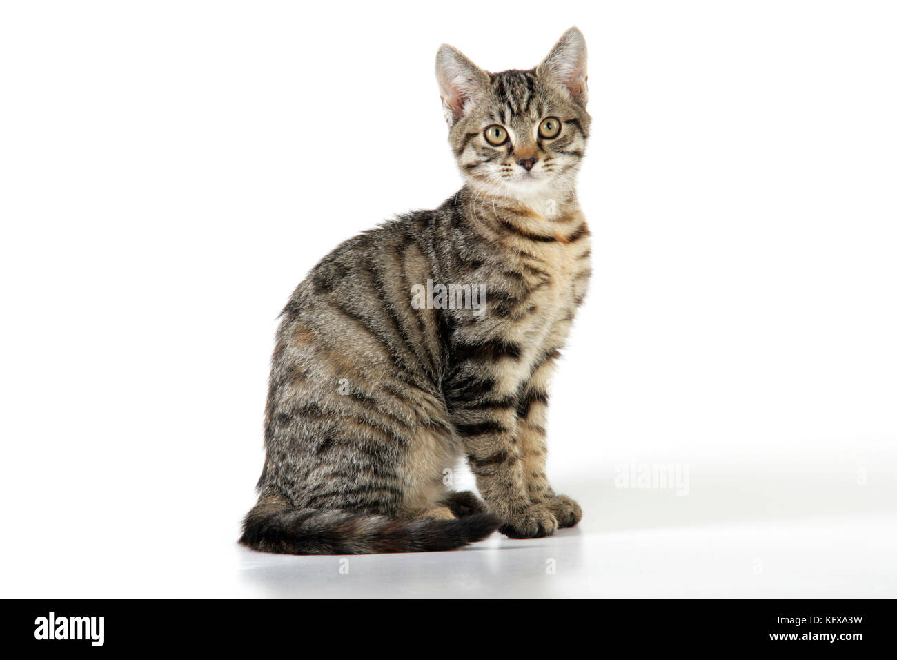 Tabby cat hi-res stock photography and images - Alamy