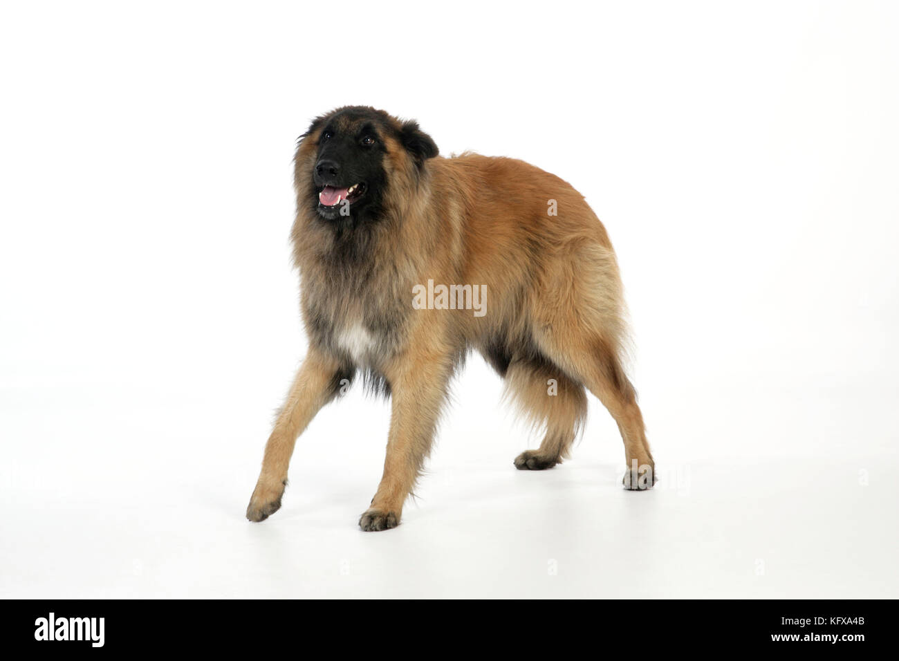 DOG Posture. Fearful Stock Photo - Alamy