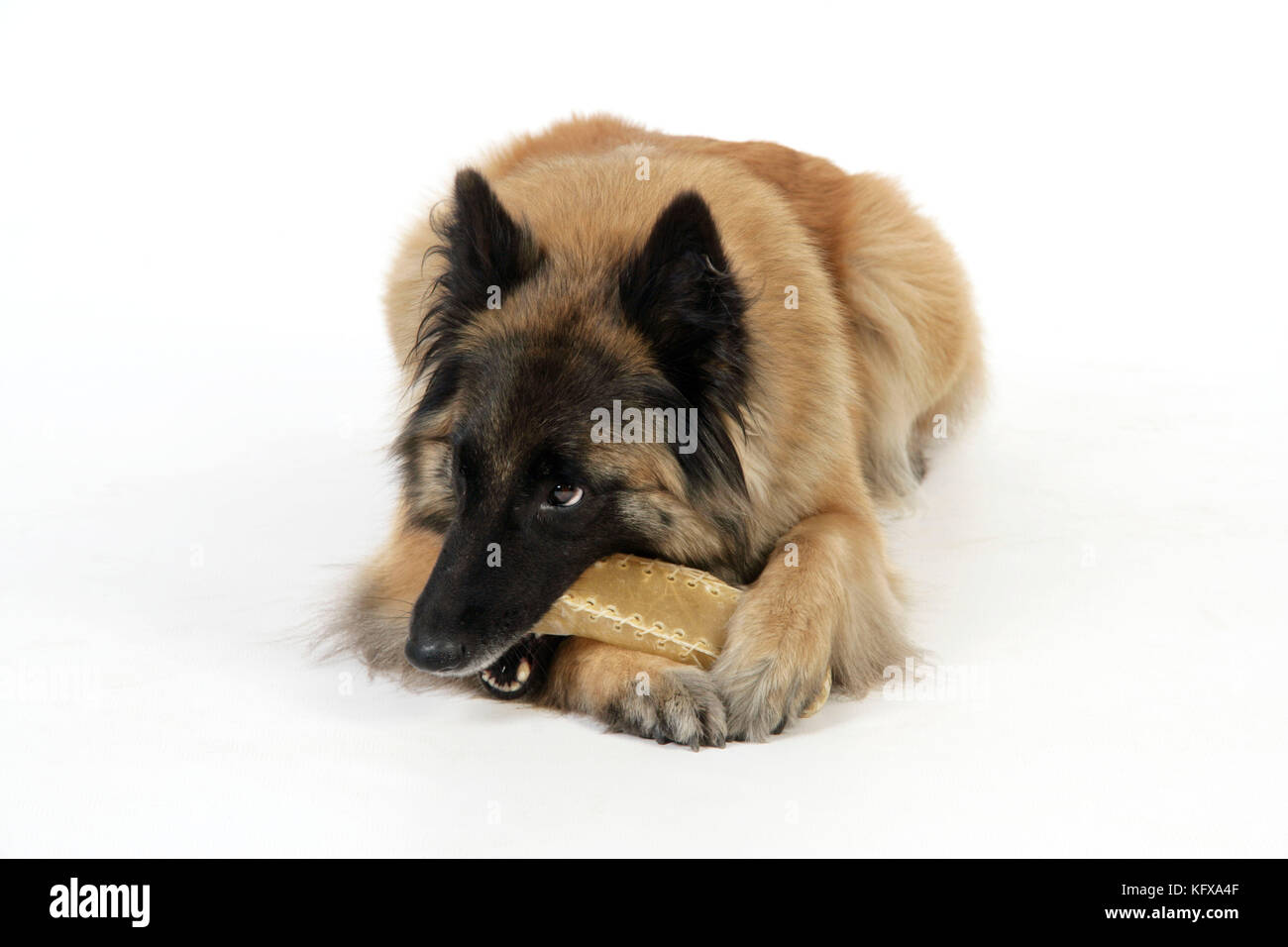 Dog chewing on a toy Stock Photo - Alamy