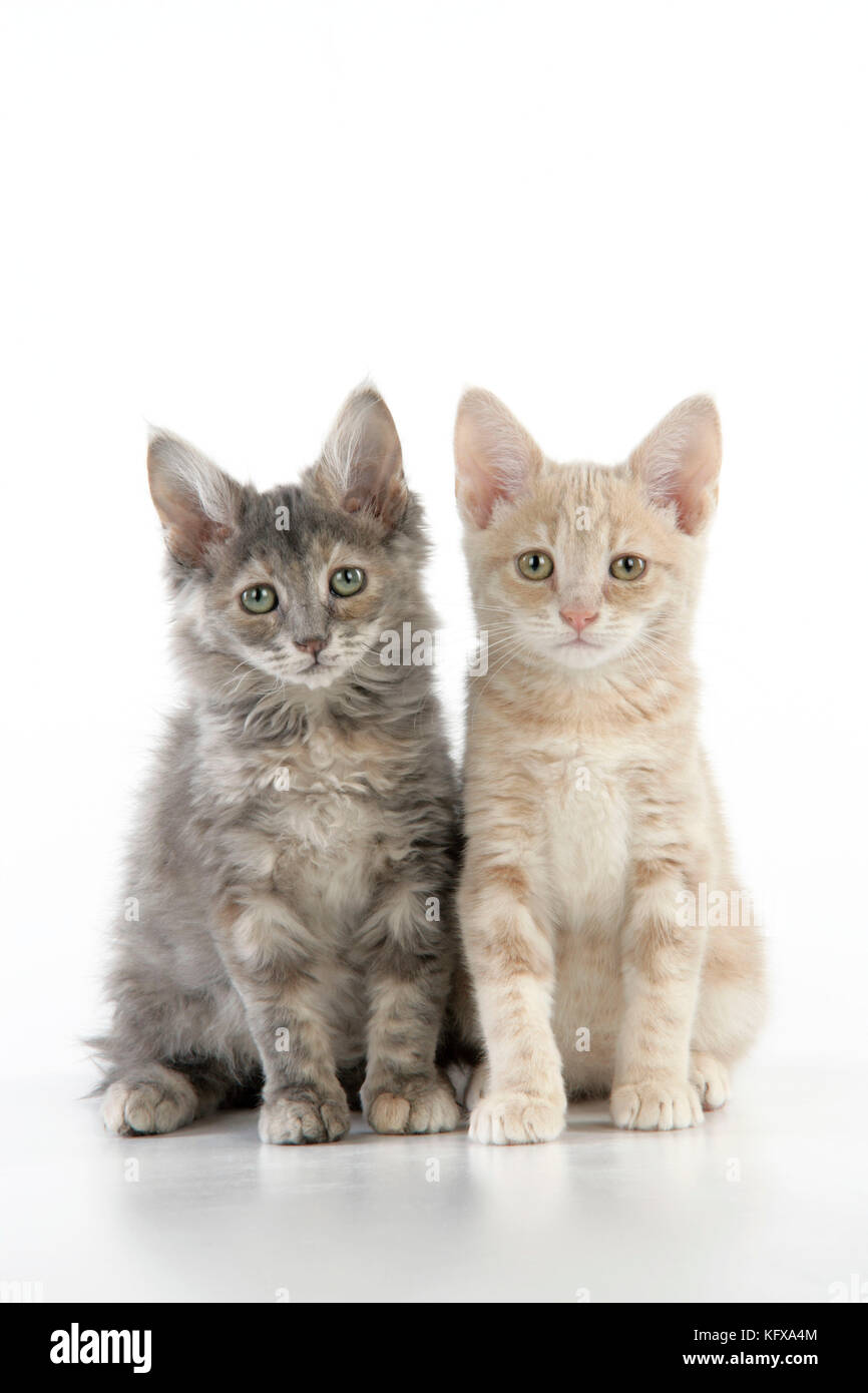 CAT. two kittens Stock Photo - Alamy