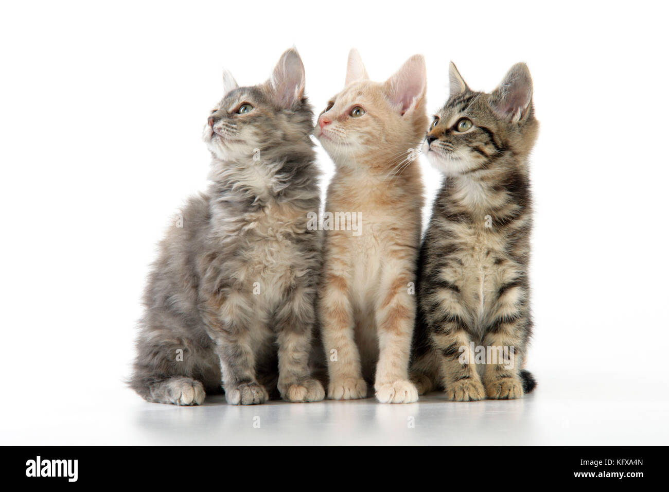 CAT. three kittens Stock Photo - Alamy