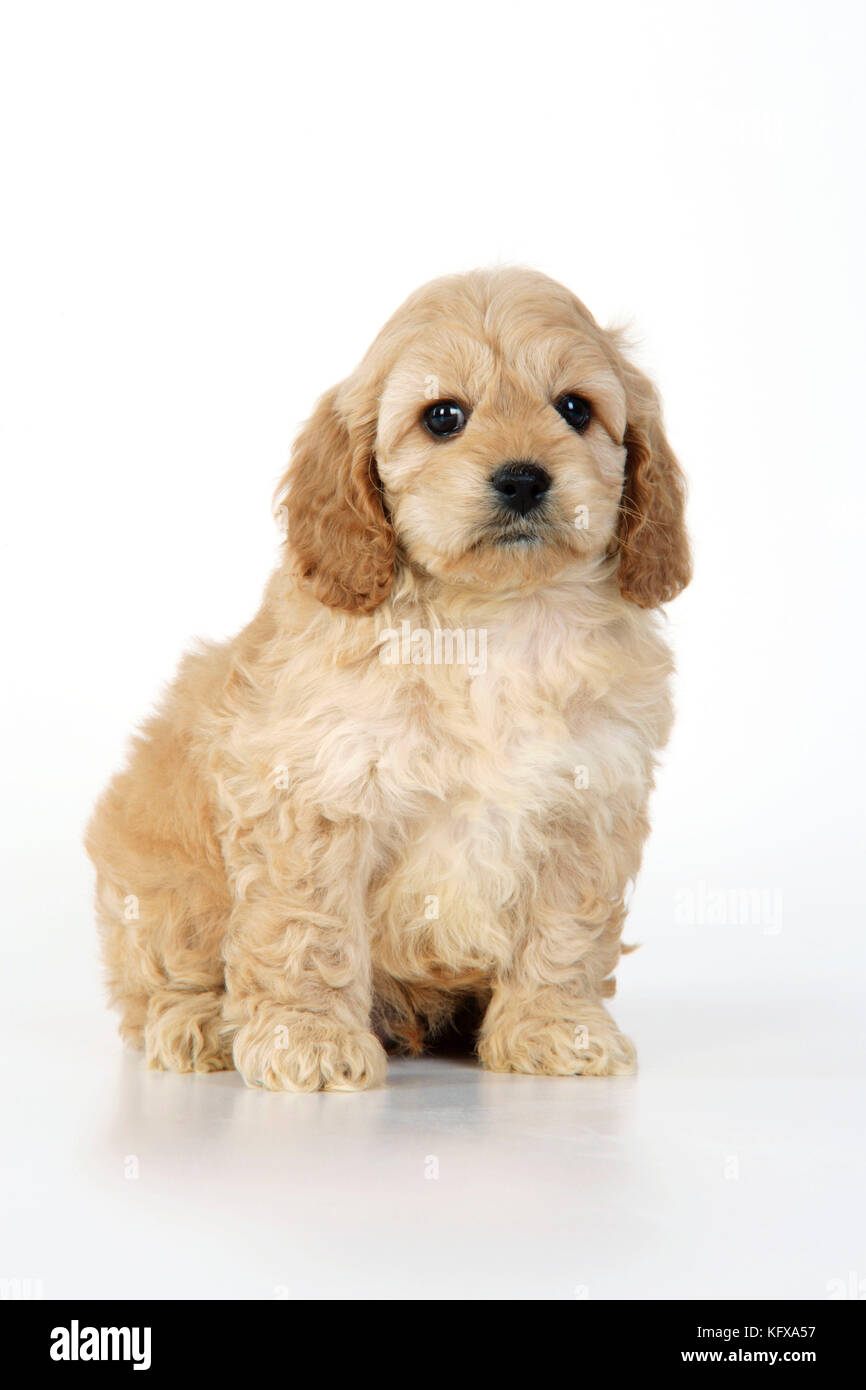 Cockerpoos hi-res stock photography and images - Alamy