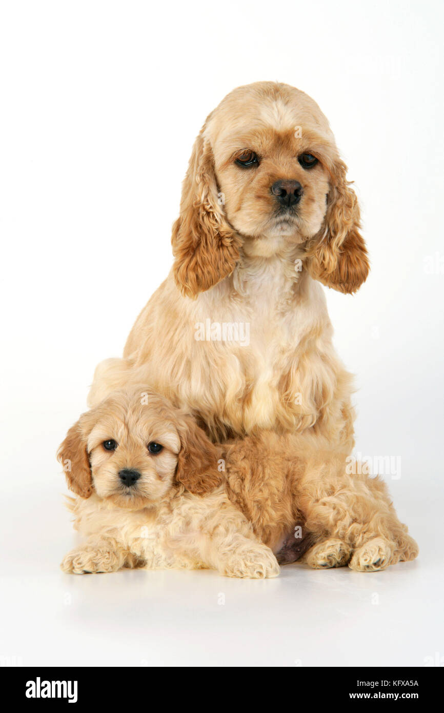 Dog. Cockerpoo puppy (7 weeks old) with mother Stock Photo - Alamy