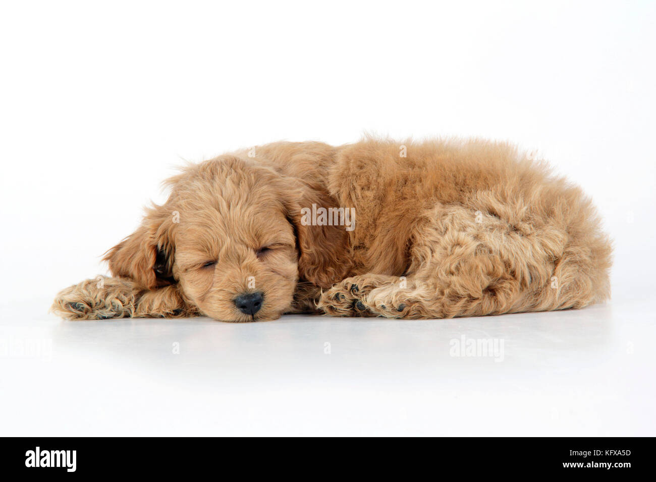 Sleeping cockerpoo puppy hi-res stock photography and images - Alamy