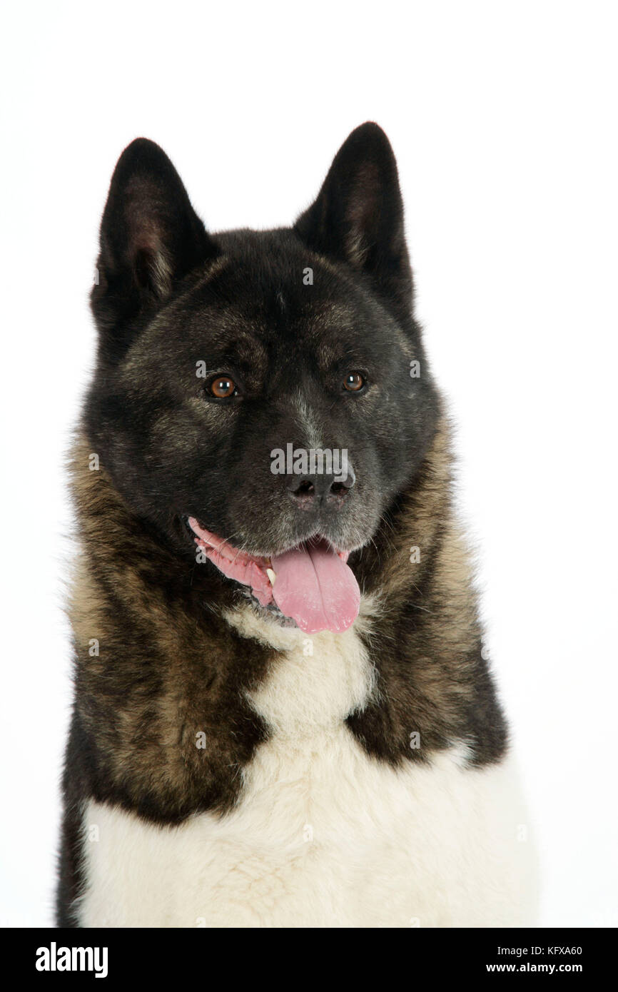 Japanese dog face hi-res stock photography and images - Alamy