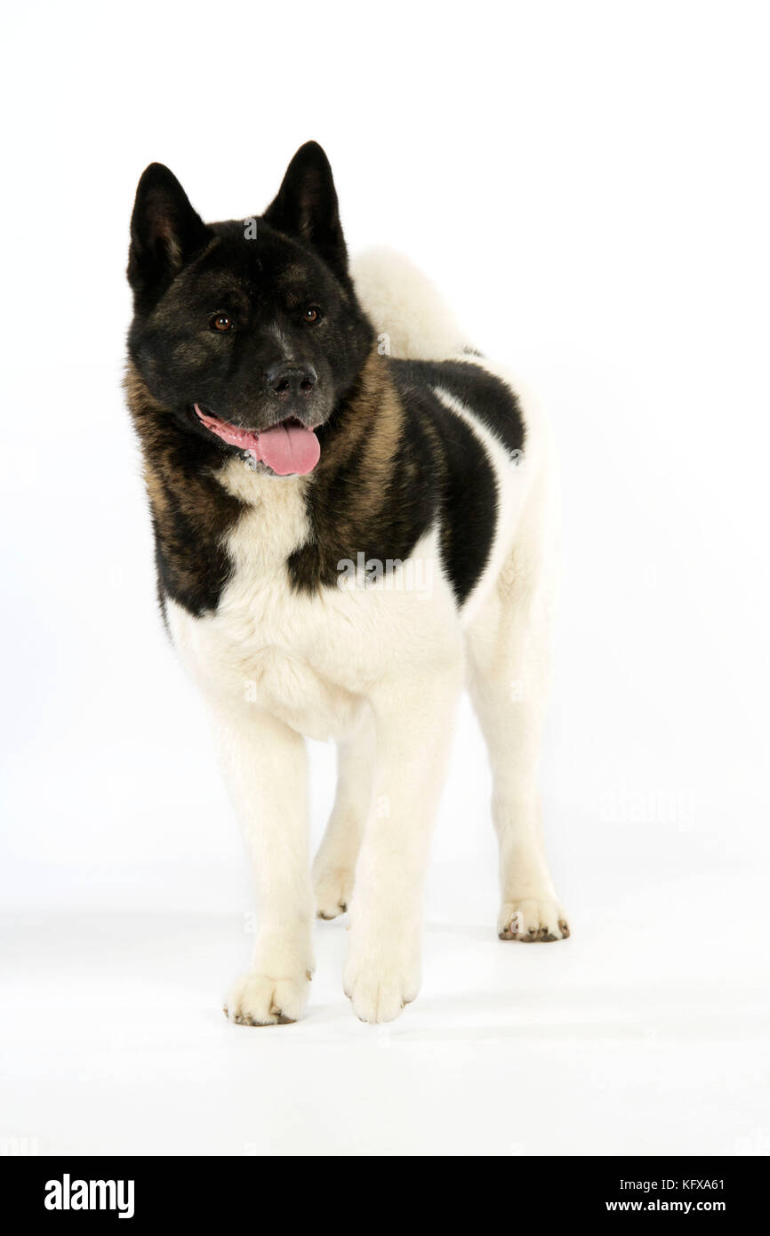 Akita dog hi-res stock photography and images - Alamy