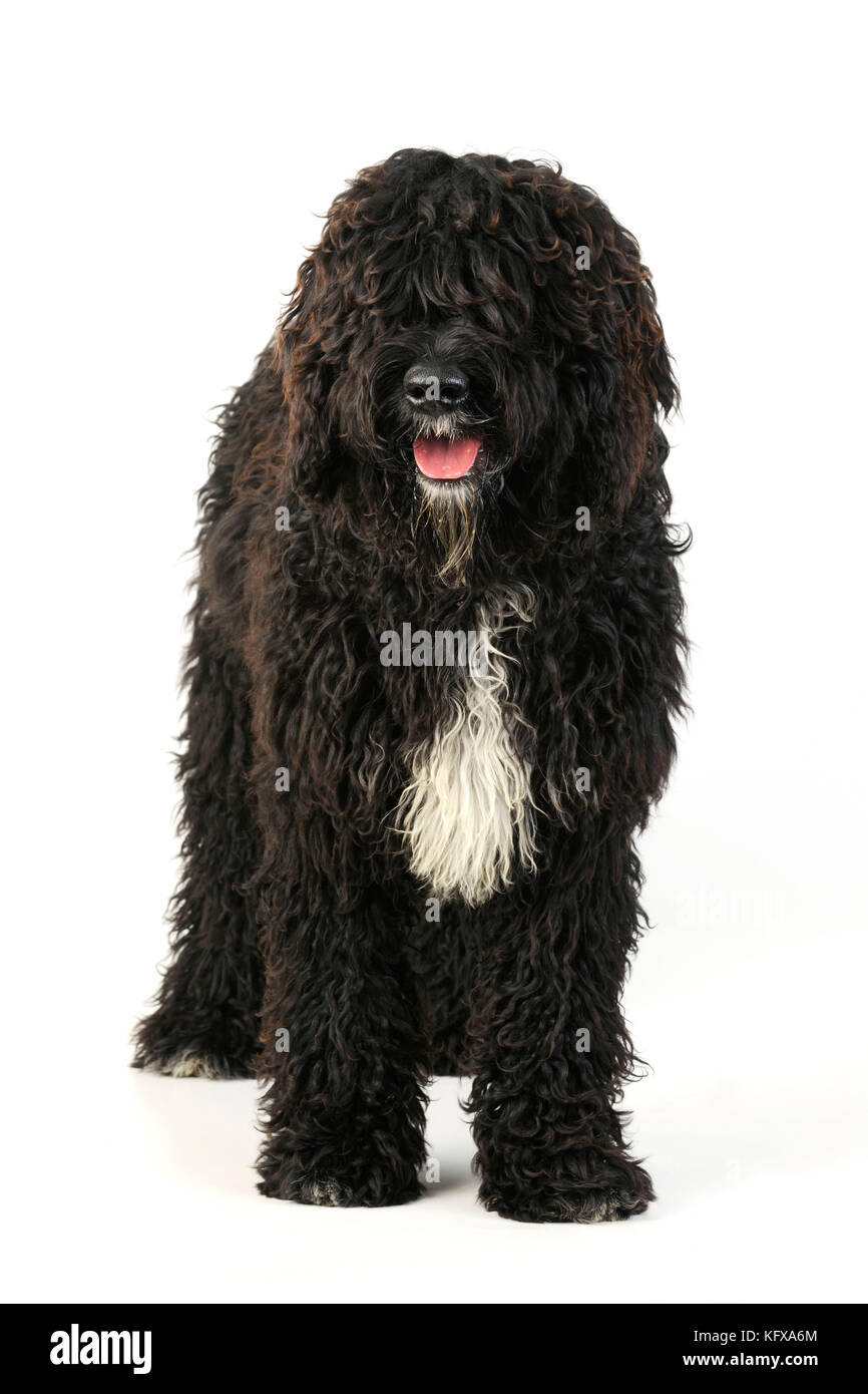 Dog. Barbet. Also known as Griffon d??rret a Poil Laineux Stock Photo ...