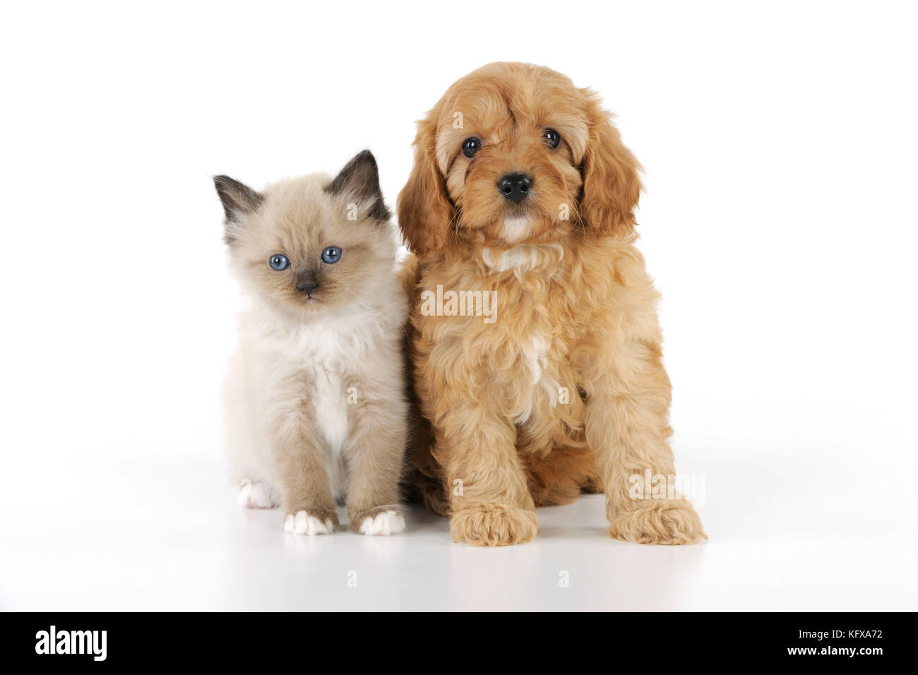 Cockerpoos hi-res stock photography and images - Alamy