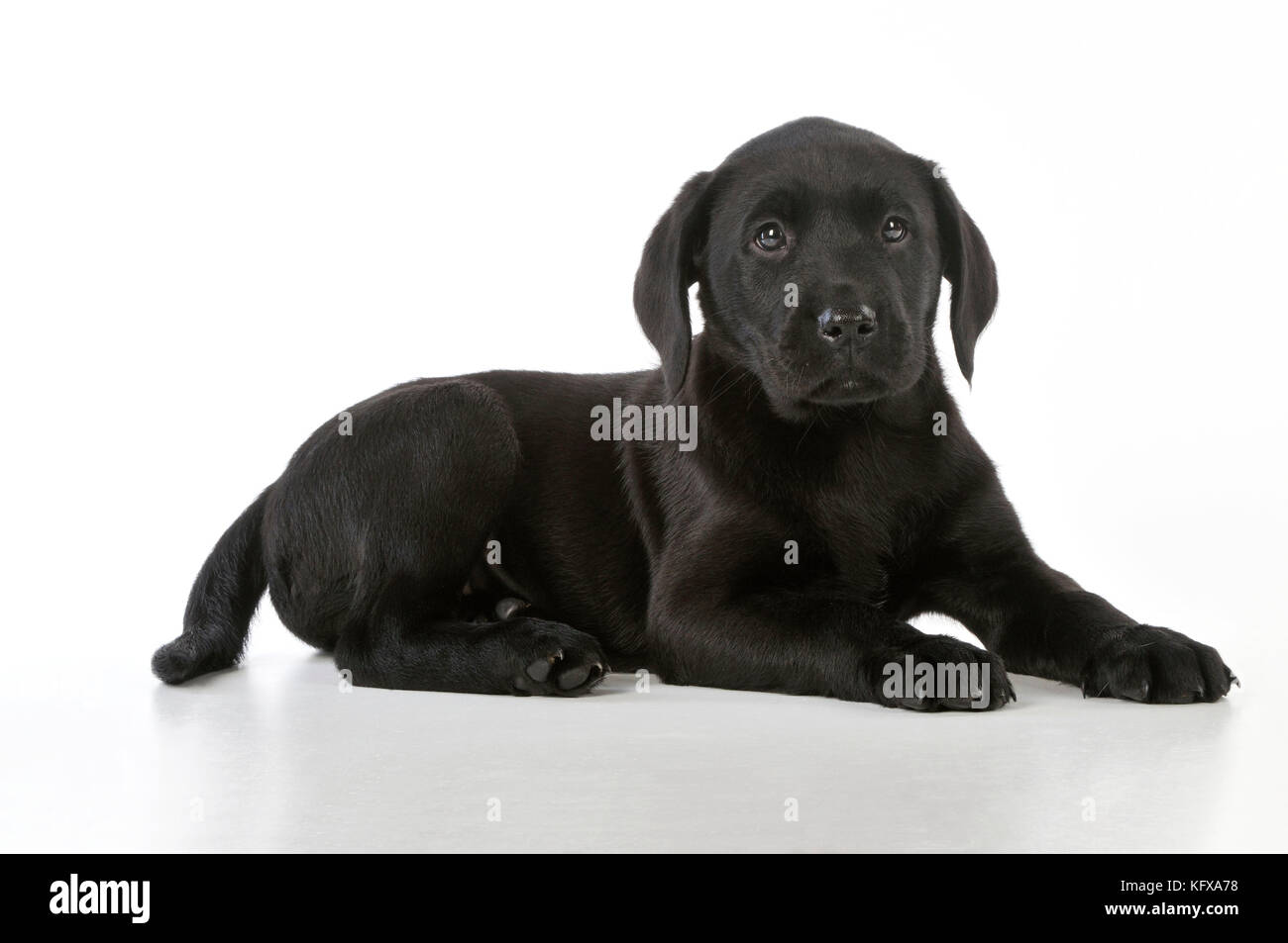 Black Lab Puppy 8 Weeks