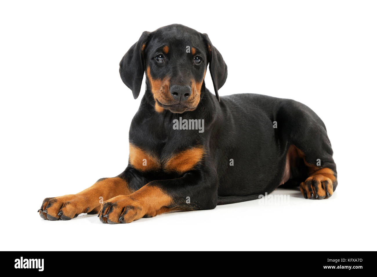 Doberman puppy puppies hi-res stock photography and images - Alamy