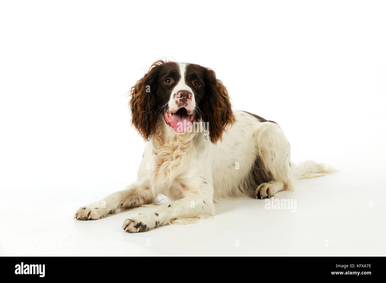 DOG. English springer spaniel lying down Stock Photo - Alamy