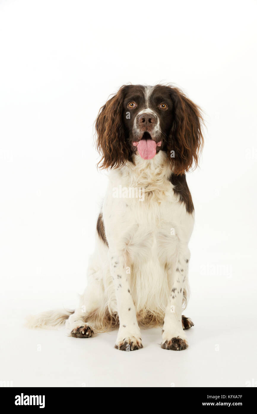 Sitting spaniels hi-res stock photography and images - Alamy