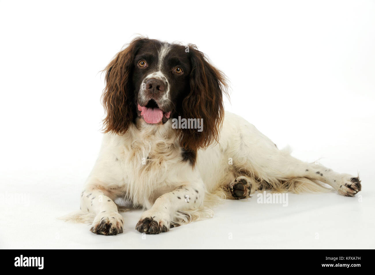 English springer spaniel dog inside hi-res stock photography and images ...