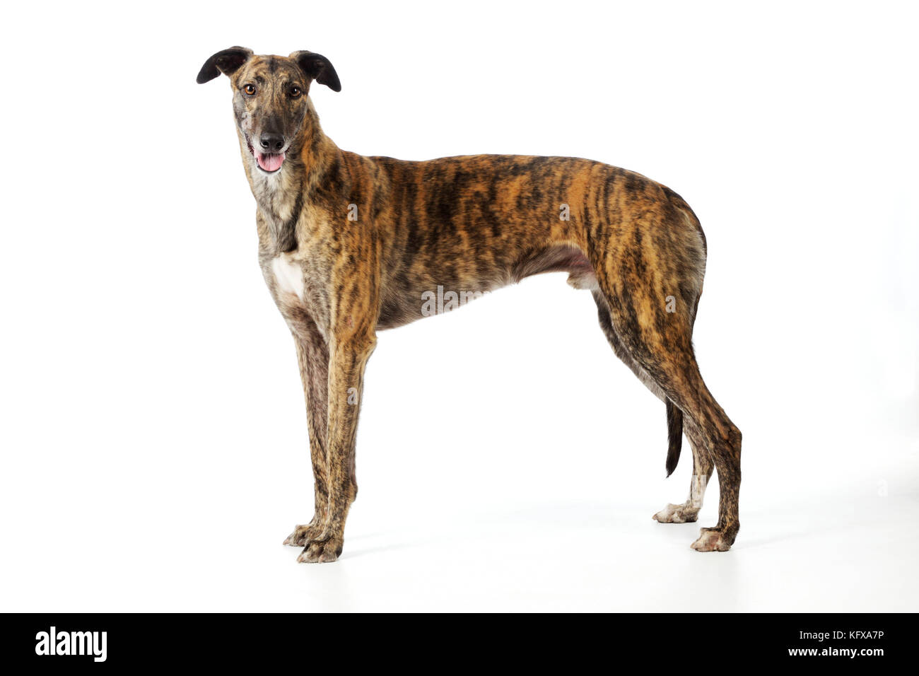 Greyhounds hi-res stock photography and images - Alamy