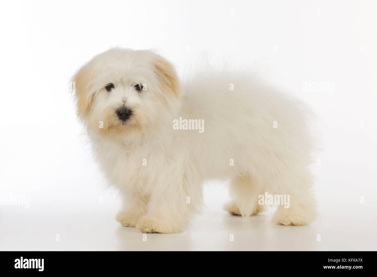 Dog - Coton de Tulear Stock Photo - Alamy
