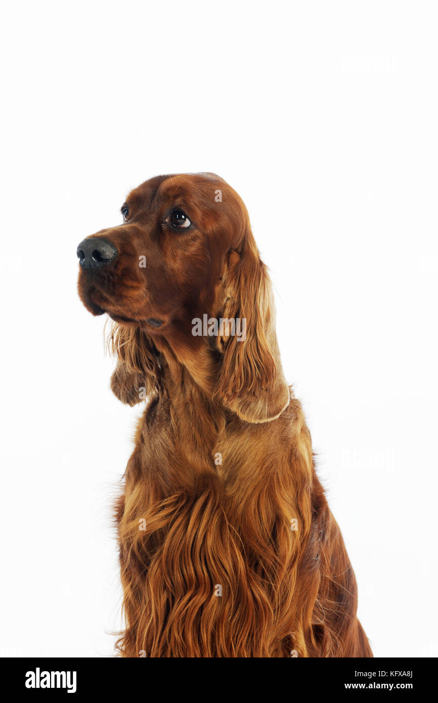 DOG. Irish setter head shot Stock Photo - Alamy