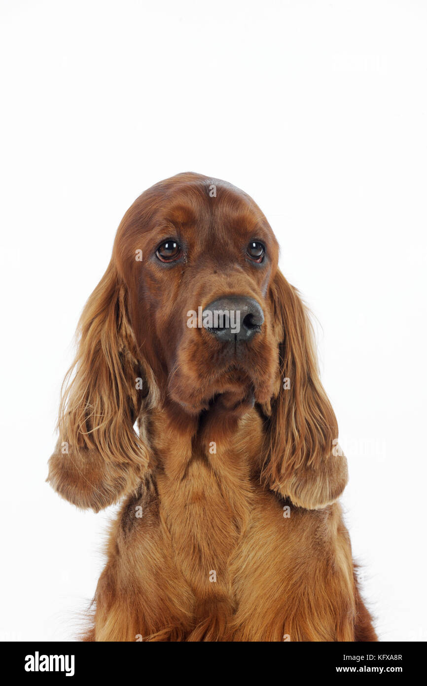 Irish setter face hi-res stock photography and images - Alamy
