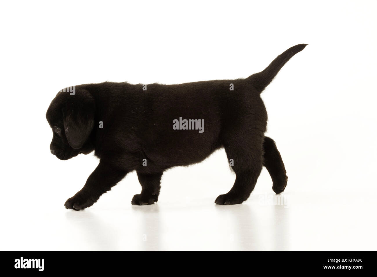 Young black labrador puppy hi-res stock photography and images - Alamy