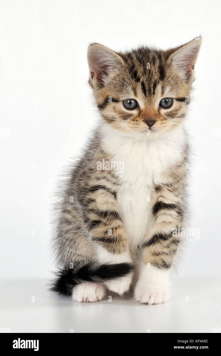 CAT. Kitten sitting down Stock Photo - Alamy