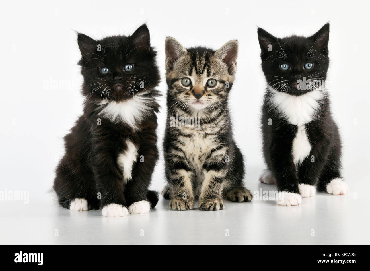 Cute cat and kitten together hi-res stock photography and images - Alamy