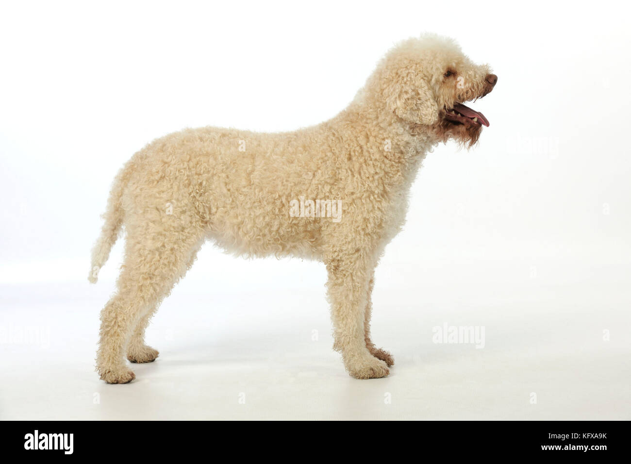Lagotto romagnolo hi-res stock photography and images - Alamy